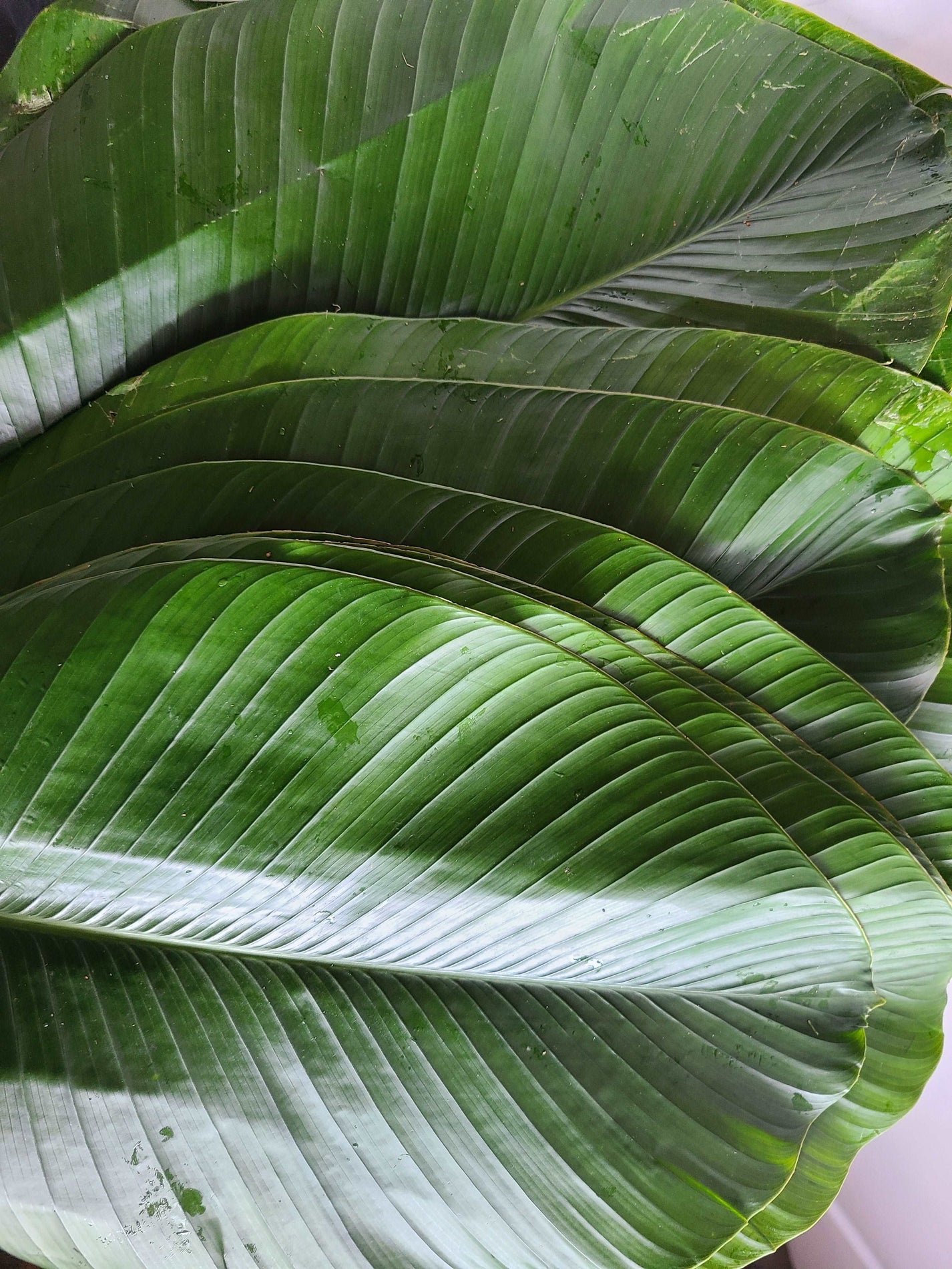 Moimoi Leaves – Moriels Oasis Foods